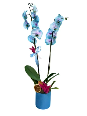 Canlı Orkide - Orkide Çeşitleri & Fiyatları - Hızlı Çiçek